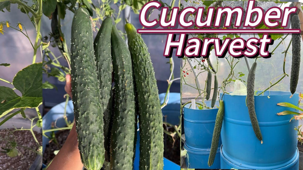 Harvest Chinese Cucumber growing in Wicking Container. 🌱🥒 #gardening # ...
