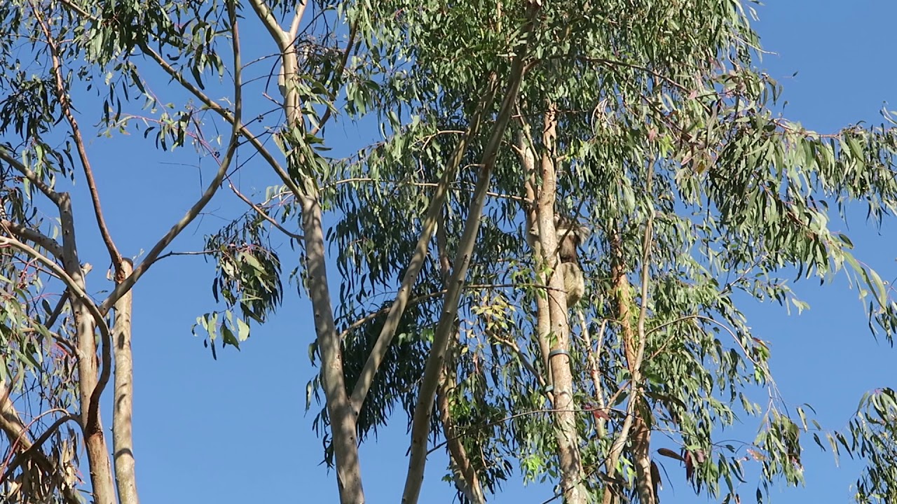 #5 Nov 2018 Koala at Tennoji zoo, Osaka, Japan - YouTube