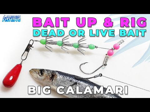 How To Bait Up And Rig Dead Bait Or Live Bait For Catching Big Calamari ...
