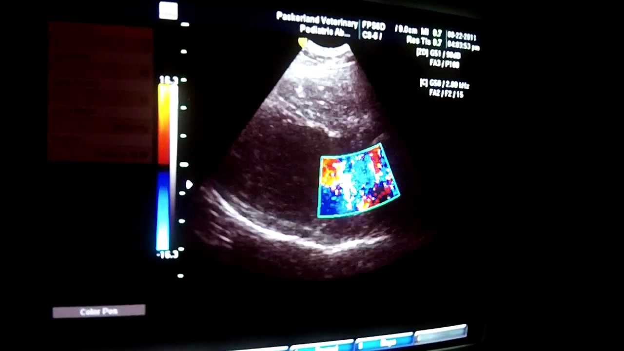 Canine Echocardiogram - YouTube