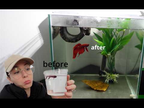 surprise BETTA fish rescue! SUCCESS? - YouTube