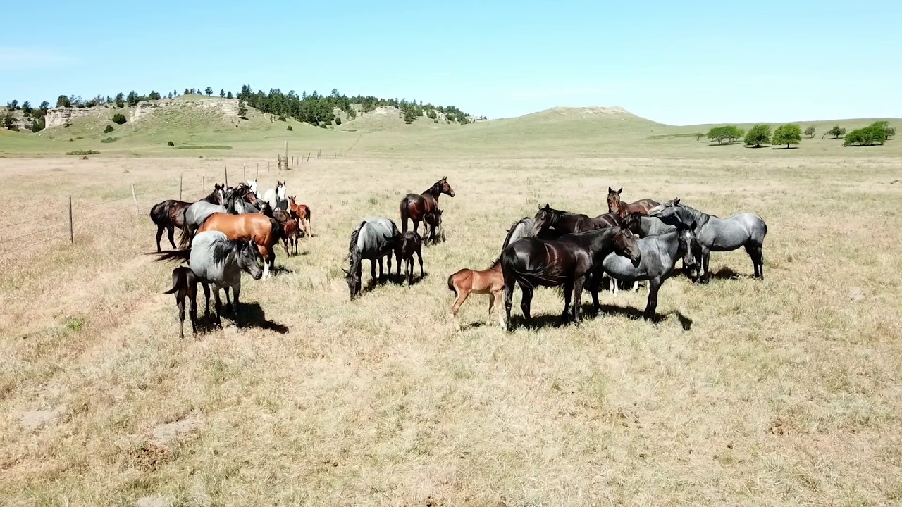 Colts June 2020 - YouTube