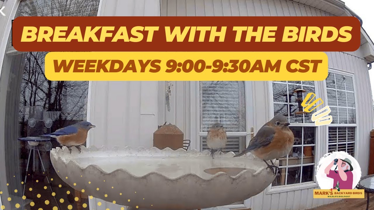 Breakfast with the Birds, February 21, 2025 - YouTube
