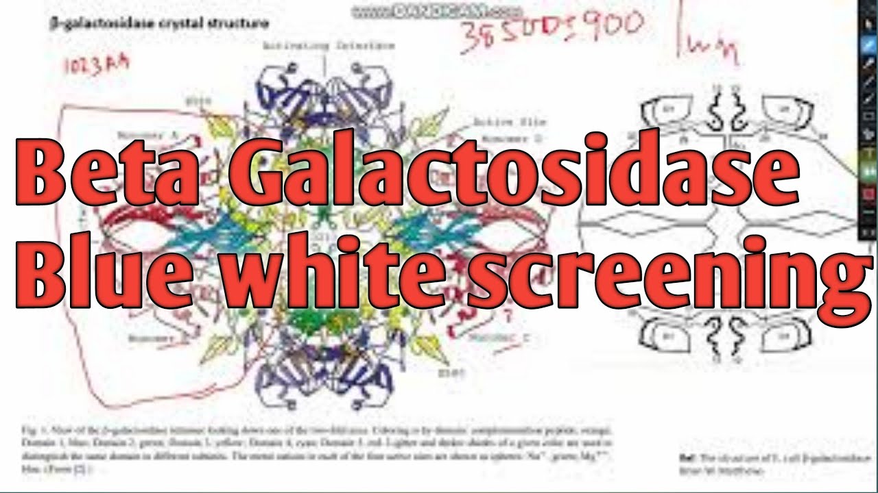Beta galactosidase II Blue White Screening ll CSIR-NET life science ll ...