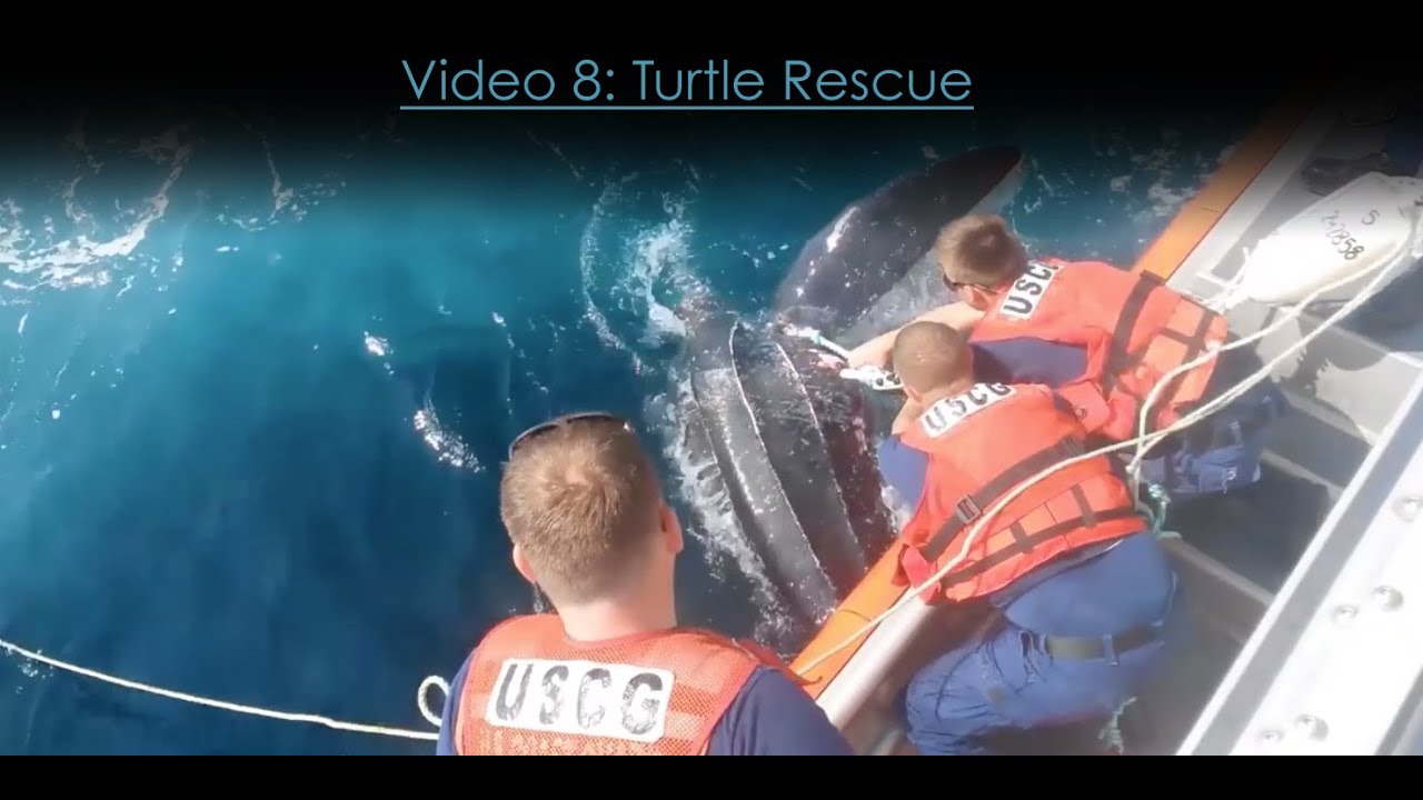 Nominee 8: Coast Guard Turtle Rescue - YouTube