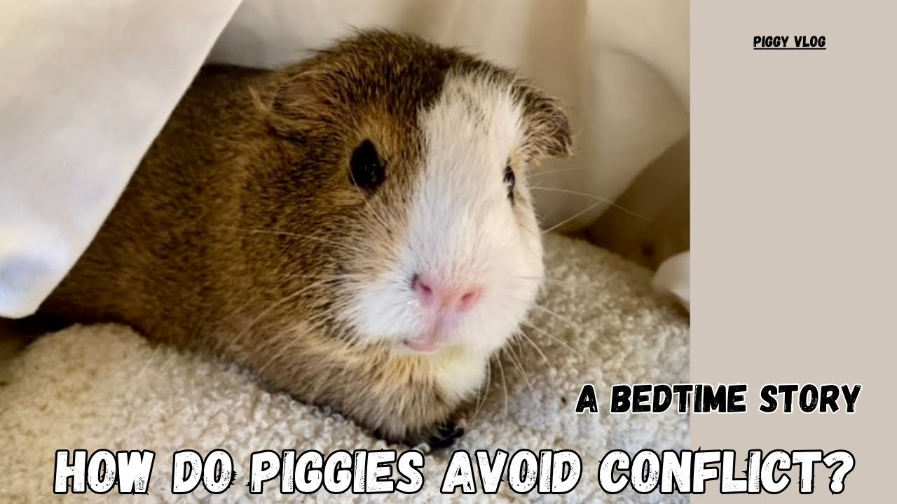 (Piggy Vlog) How Piggies Avoid Conflict: A Bedtime Story 20240916 EP150 ...