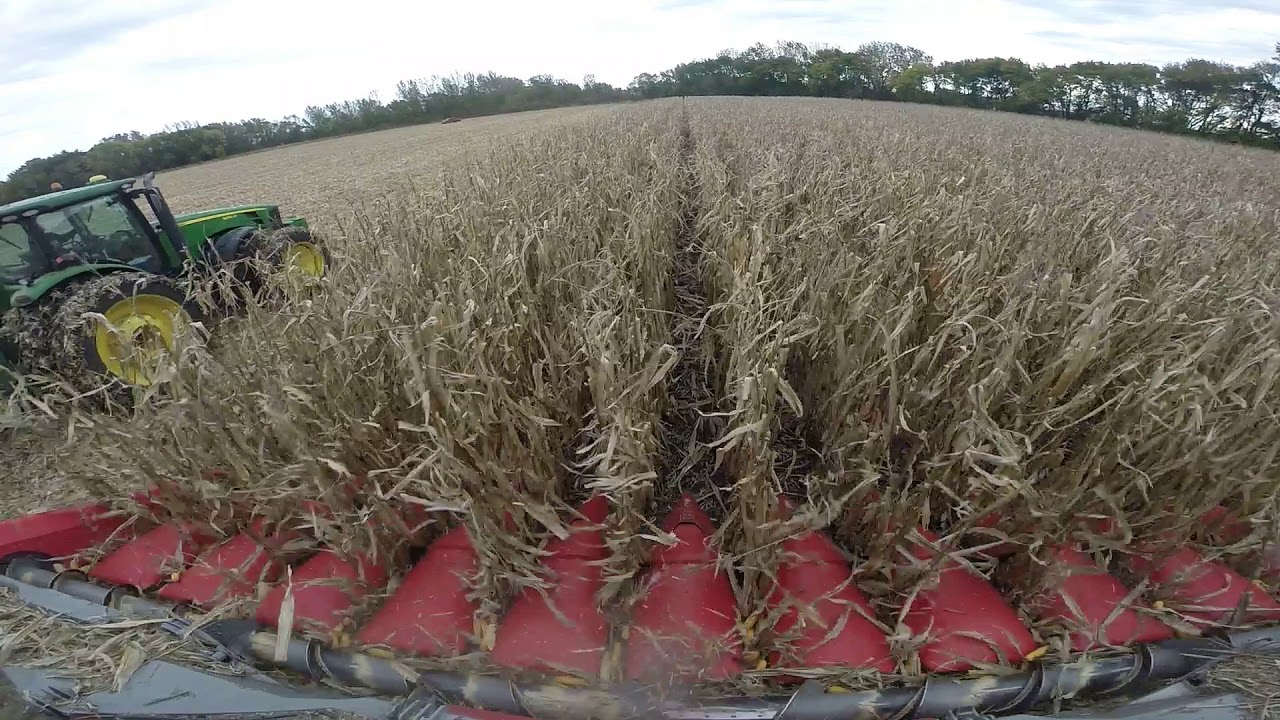 Maya corn harvest HD GO PRO 45 sec - YouTube