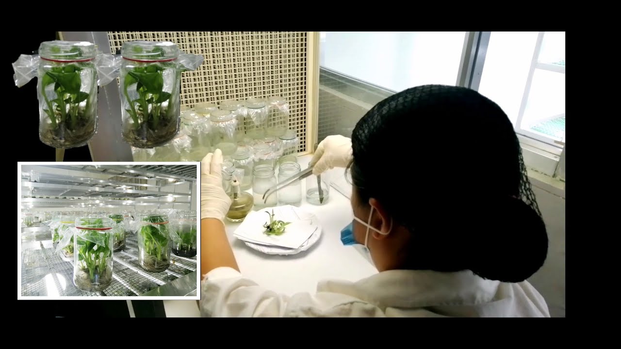 Inoculation | Tissue culture | A day in a Life of a Tissue Culturist ...