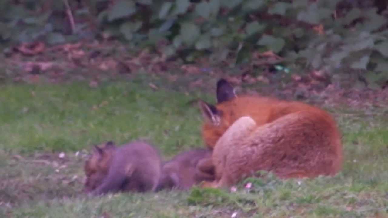 Foxwatch 0 - Wild Mother Fox called Betty Feeding Her Cubs - YouTube