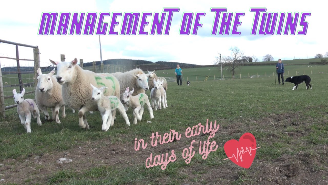 Post Lambing: 'Management of the twins in their early days' - YouTube