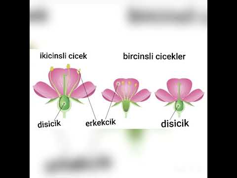 Ciceyin qurulusu💜