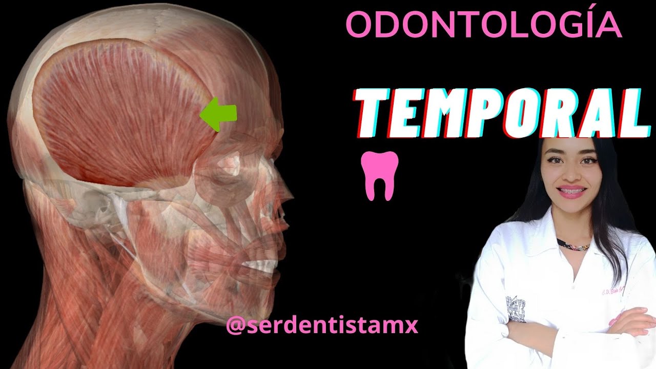 Anatomía Del Músculo Temporal
