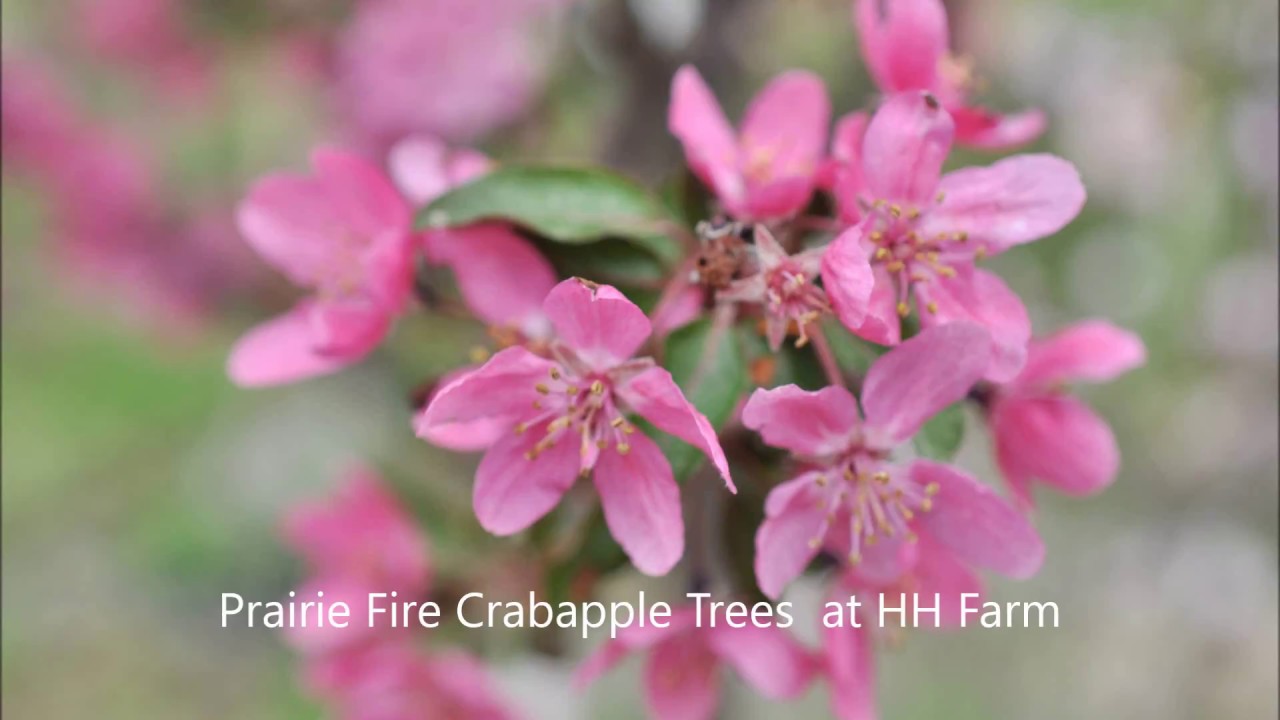 Prairie Fire Crabapple Trees at HH Farm - YouTube