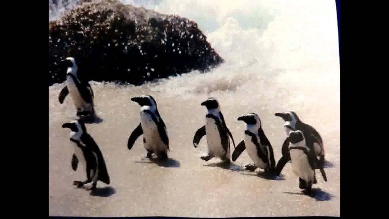 Pierre the African Penguin - YouTube
