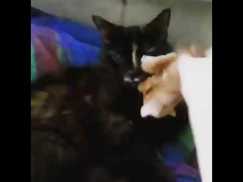 Kay The Chill Cat VS Catnip??! - YouTube