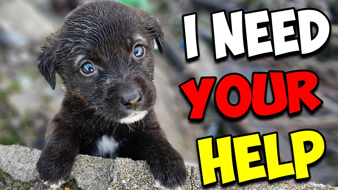 We Rescued a Tiny Puppy who Lost his Family - YouTube