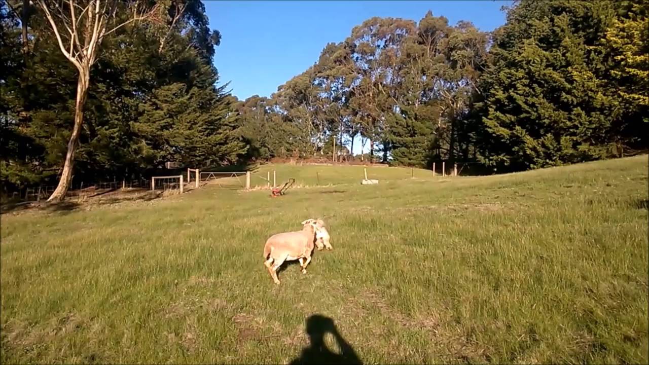 Jumping Sheep chasing a dog - YouTube