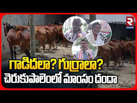 Donkey or Horse Meat?Allegations in Cherukupalle | ₹50 Lakh Sunday Business| RTV Focus Investigation