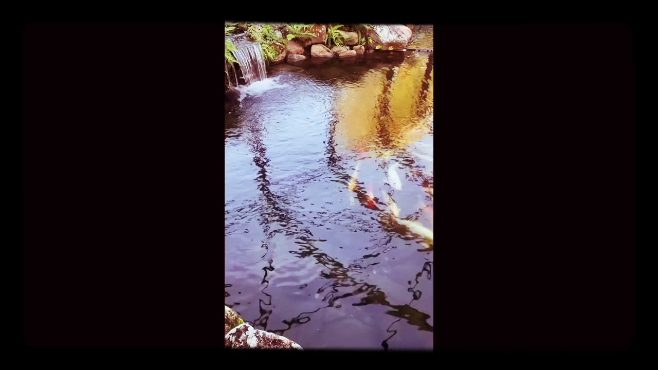 KOI POND SCREEN ENCLOSURE - YouTube