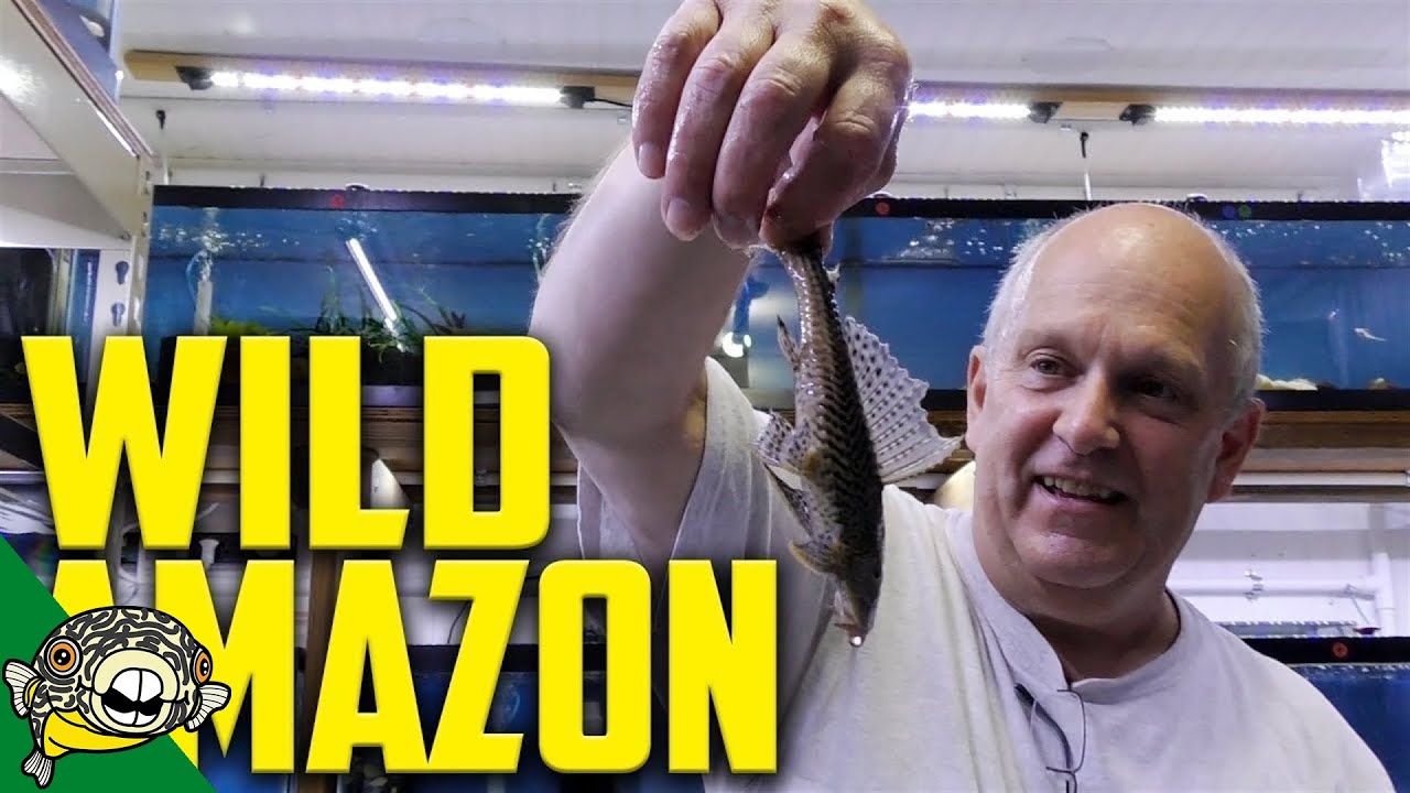 WILD FISH UNBOXING! - YouTube
