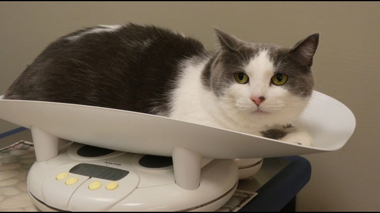 Maisy at the Vet - YouTube