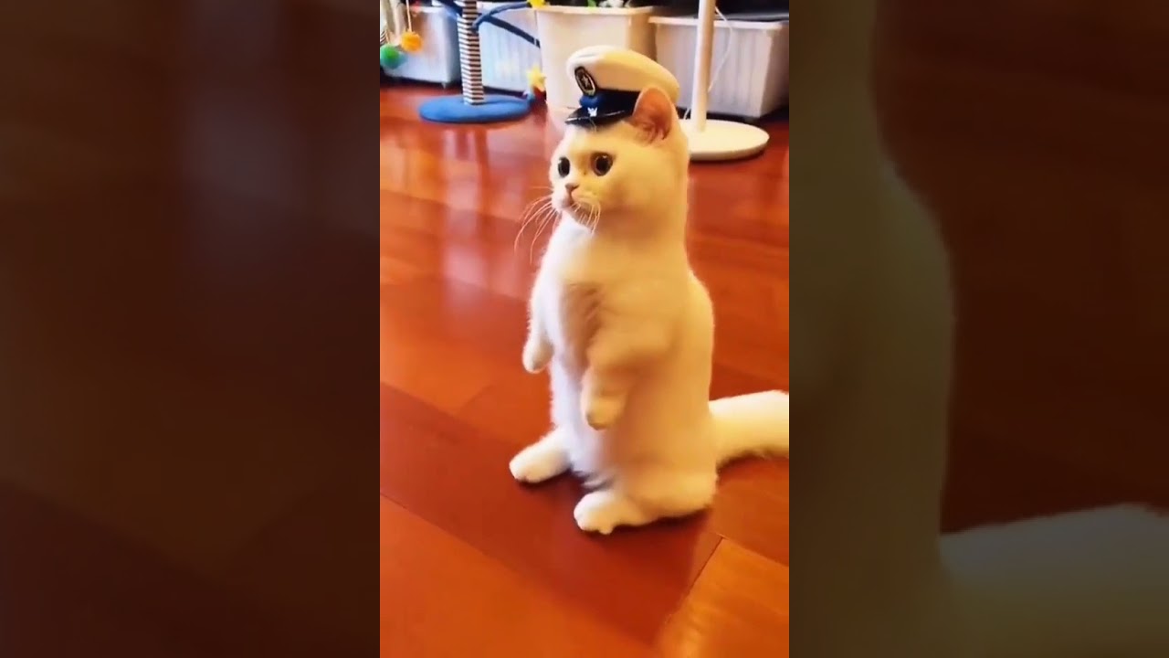 cute cat video #shorts - YouTube