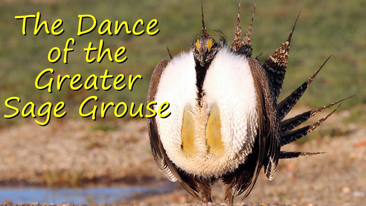 Greater Sage Grouse Dance - Henefer Lek, Utah - YouTube
