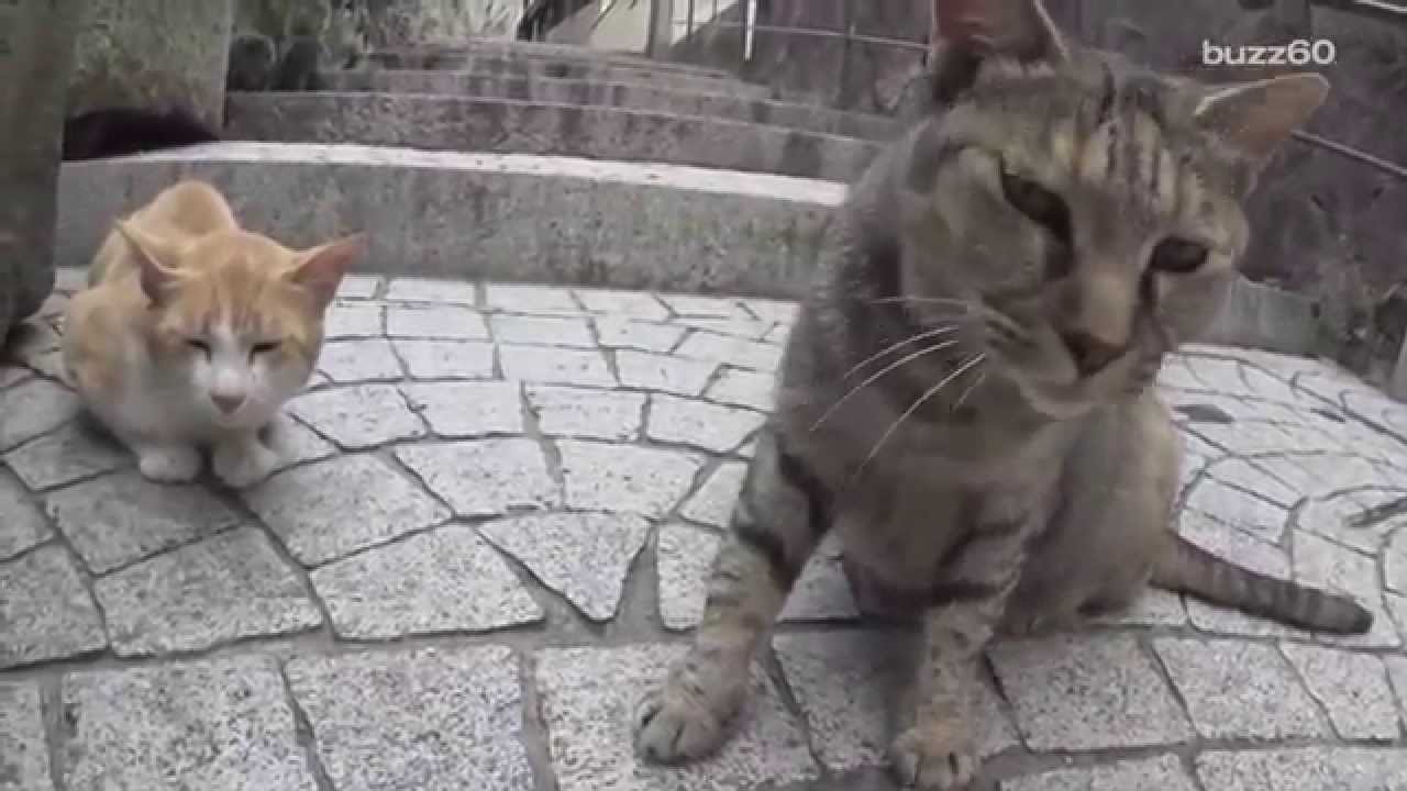 Japan creates first-ever 'cat street view' - YouTube