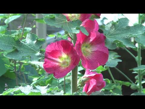 JVC PRO HDCAM GY-HM790