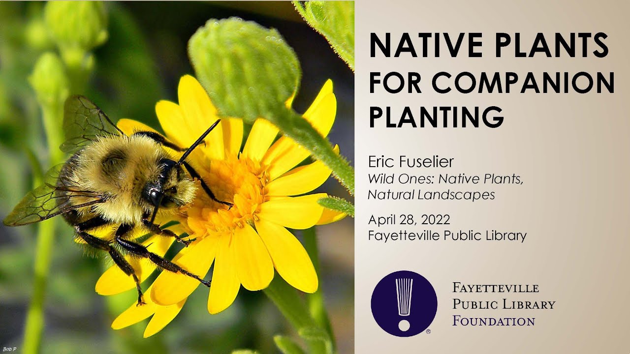 Native Companion Plants for Vegetable Gardens - YouTube
