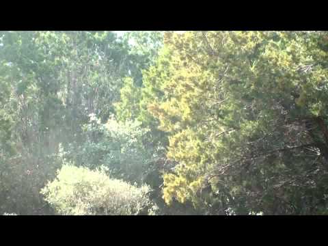 Mountain Cedar Tree Exploding With Pollen! - YouTube