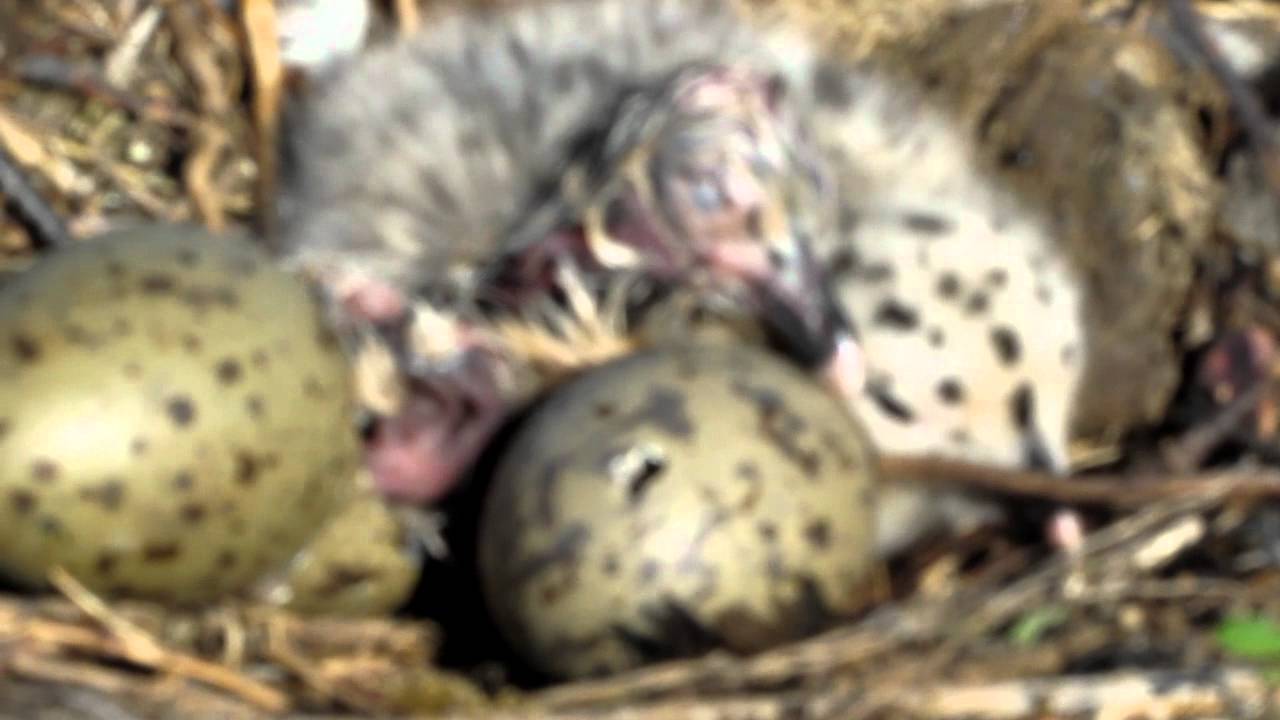 Seagull Hatching - YouTube