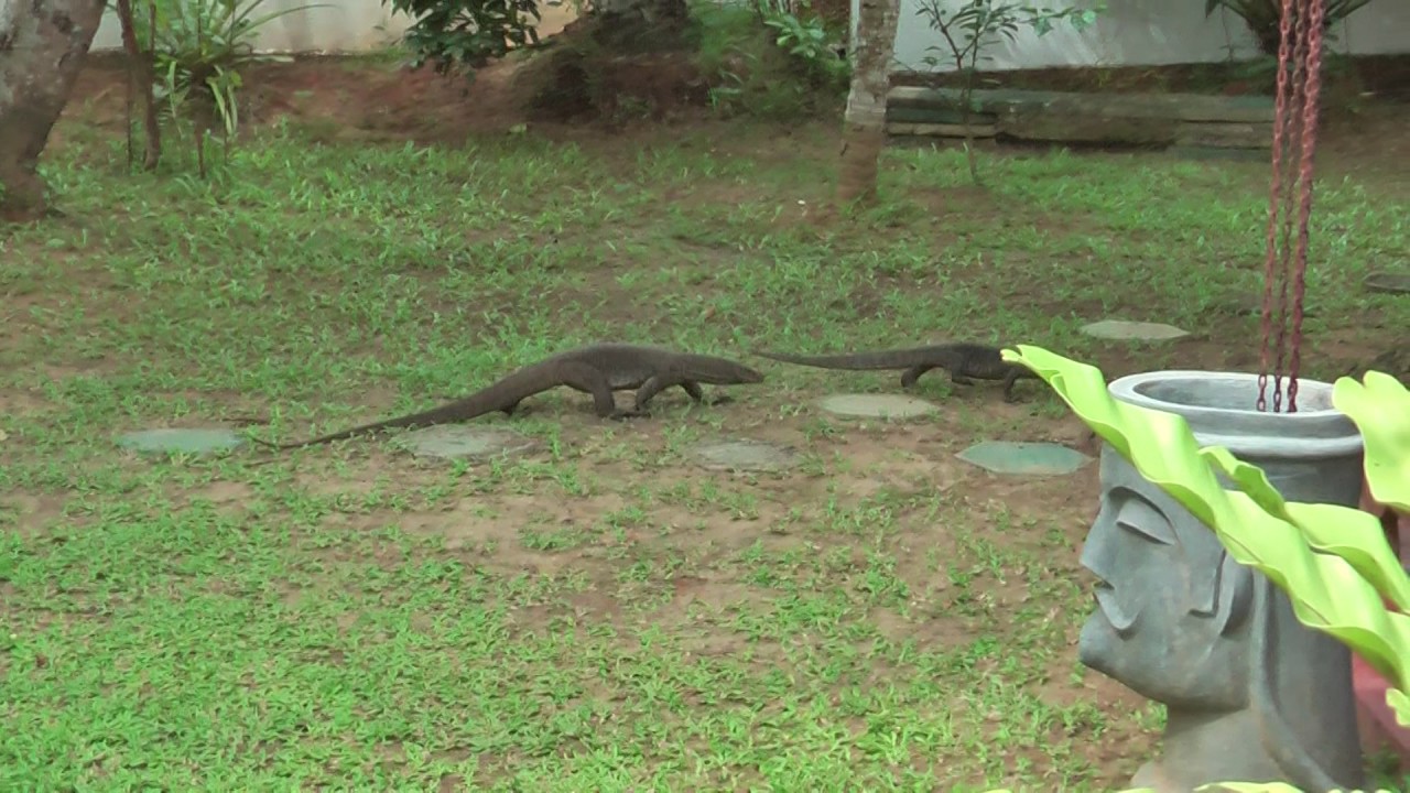 Sri Lanka-Leguane, Paar 2 - YouTube