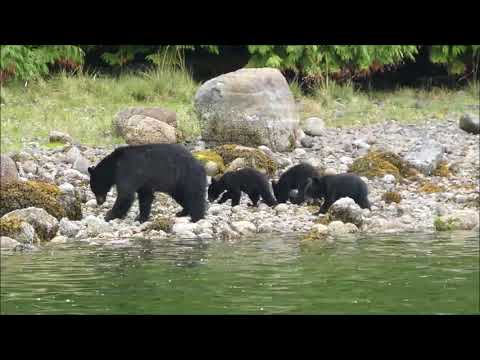SY – TARA NL: Beren, gin en zalm op Vancouver Eiland - augustus