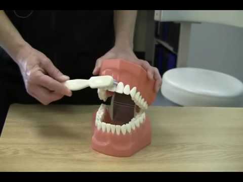 Brushing Techniques Modified Bass - YouTube