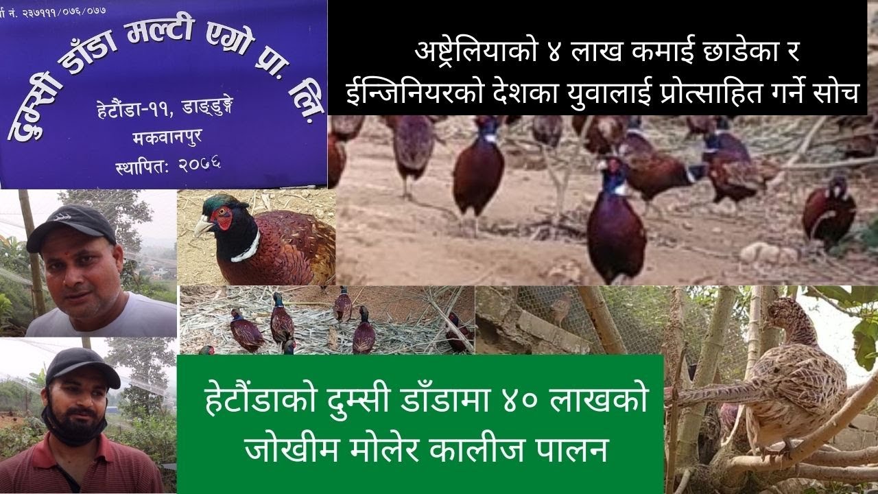 कालिज पालन, Kalij Farming In Hetauda Makawanpur Nepal - YouTube
