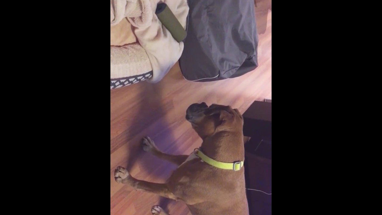 Boxer dog vs fart speaker - YouTube