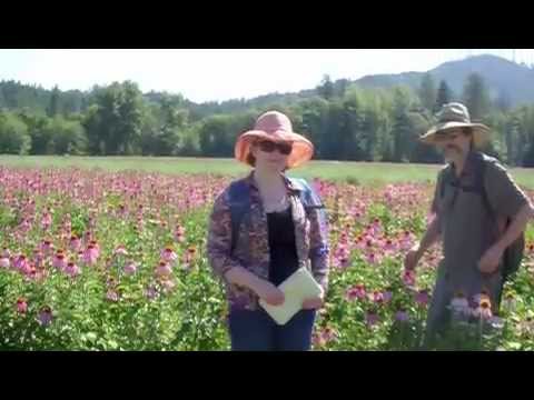 Pacific Botanicals Organic Farm tour - YouTube