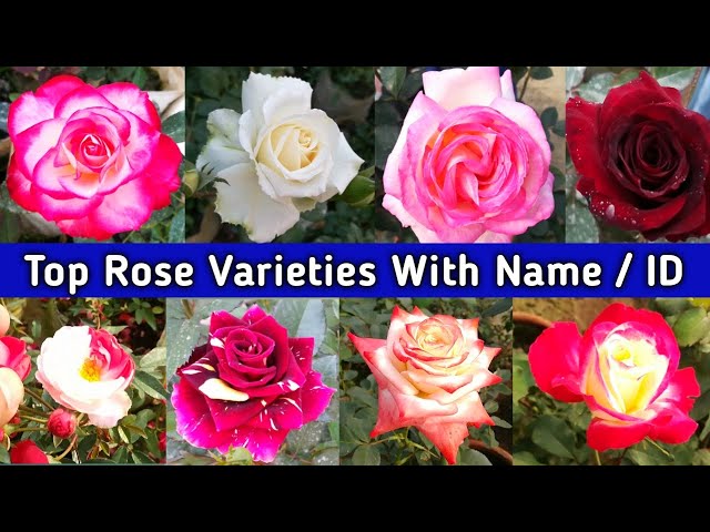 Rose Pictures With Names