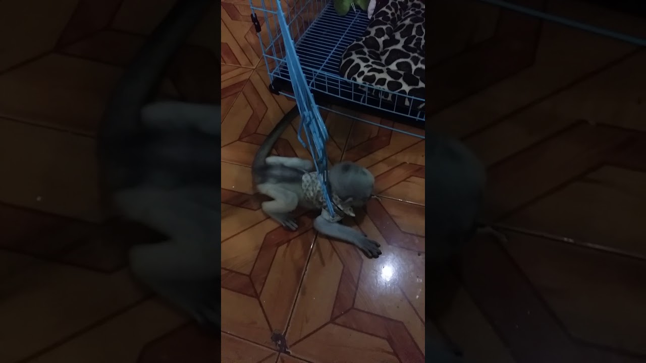 monyet suliri monyet sumatra simpai - YouTube