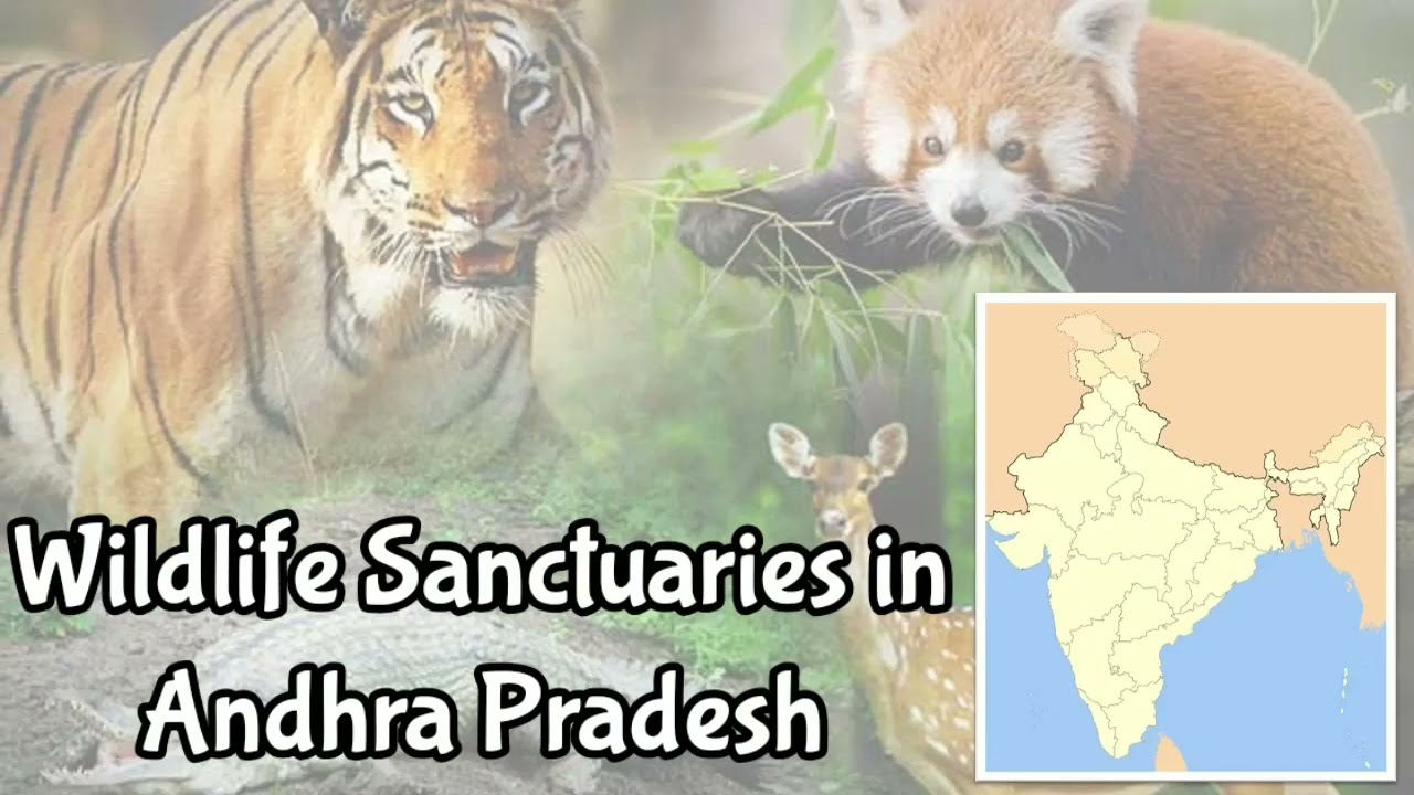 Wildlife Sanctuaries in Andhra Pradesh - YouTube