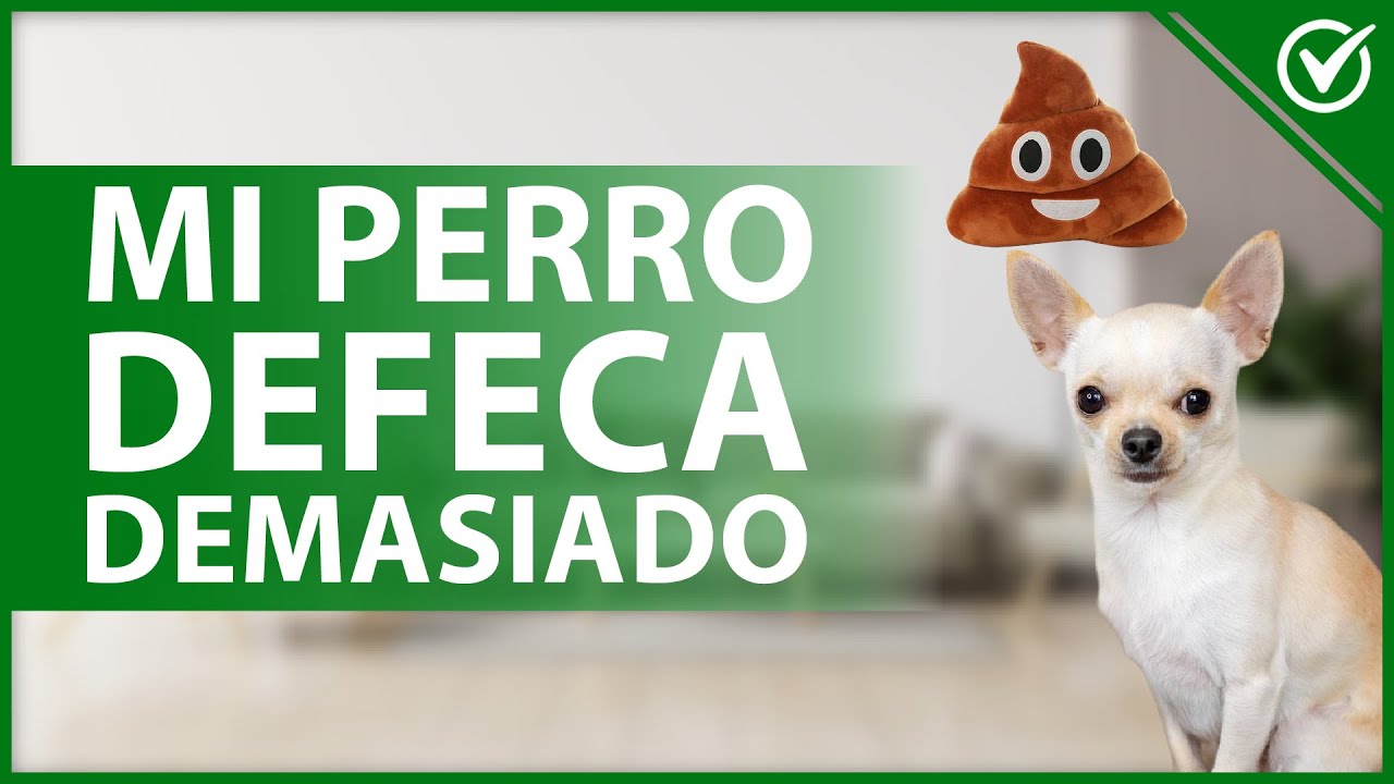 🐩 ¿Por qué tu PERRO DEFECA MUCHO y cómo tratarlo? - Posibles causas y ...