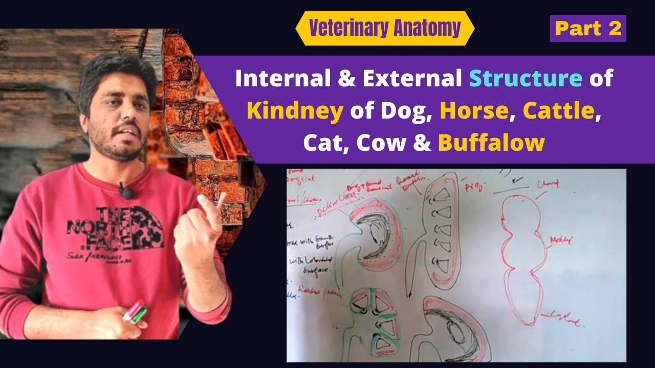 Anatomy of kidney of domestic animals/ Part 2 - YouTube