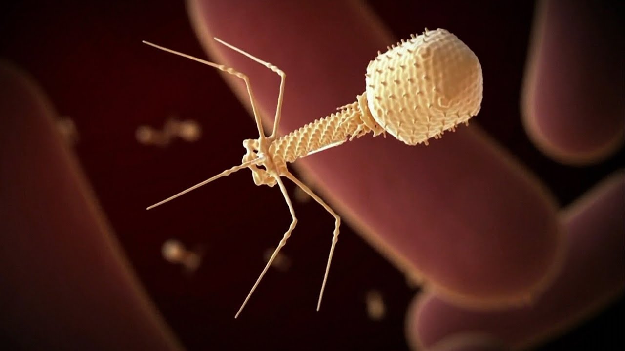 Canadian trial successfully uses phage therapy to stop life-threatening ...
