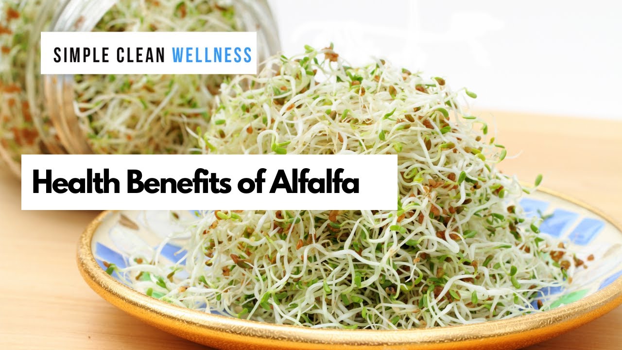 Alfalfa Health Benefits - YouTube