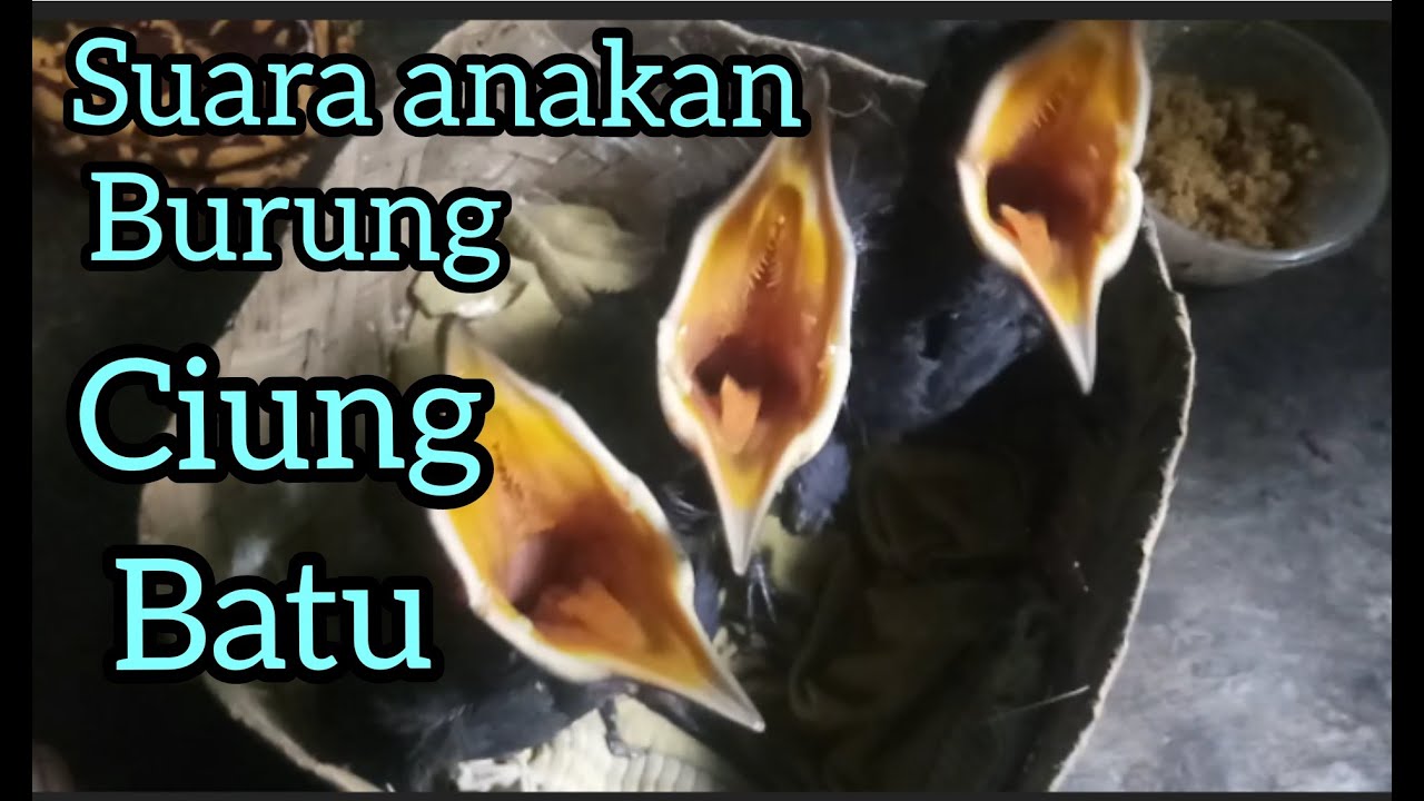suara anakan burung ciung Batu sangat nyaring - YouTube