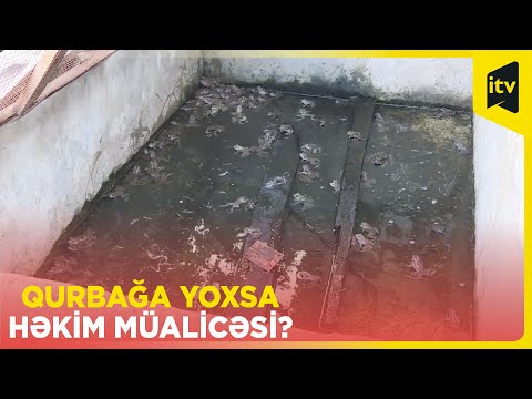 Göyçayda qurbağa təsərrüfatı: Qurbağa ilə zob xəstəliyini müalicə etmək mümkündürmü?