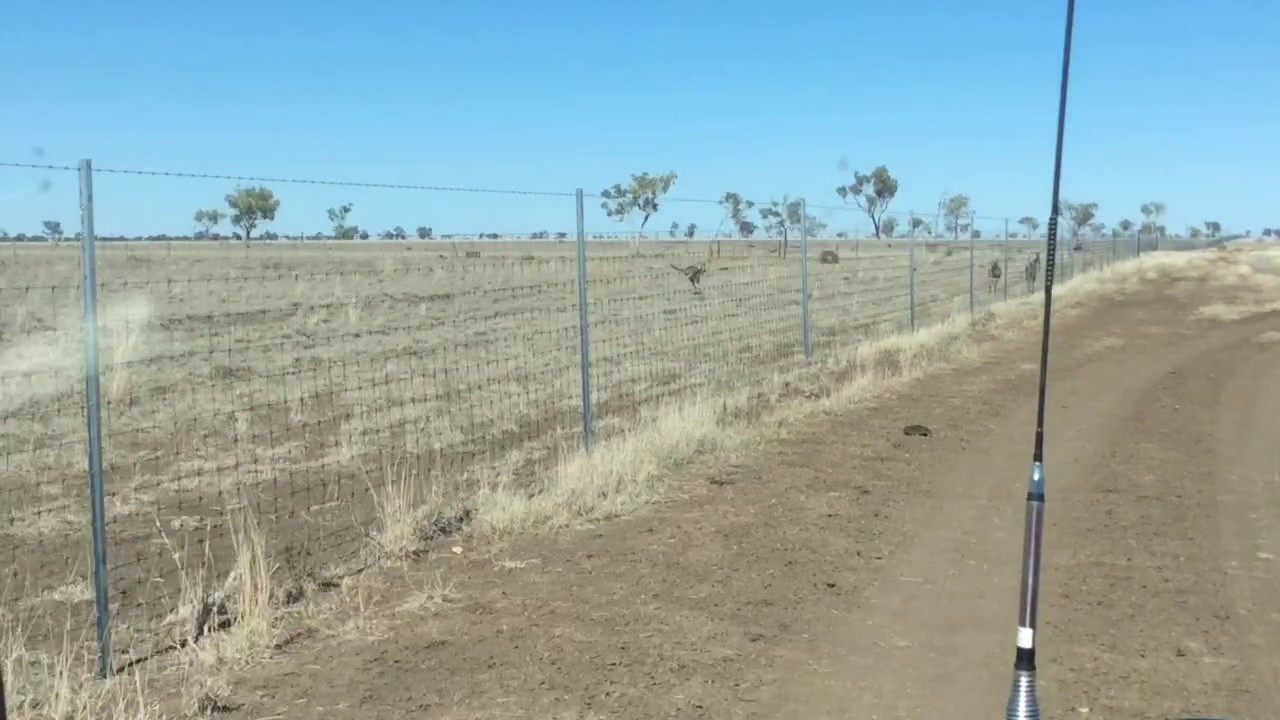 Kangaroos in Australian outback trapped inside new dingo fence filmed ...