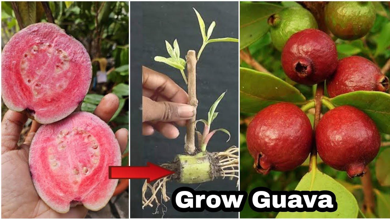 How to grow guava tree faster | How To Grow Guava Fruit in Pot #guava ...