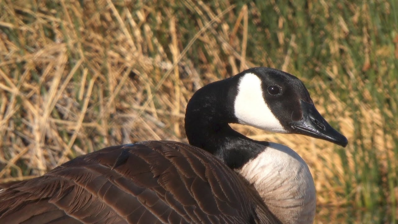 Henderson Bird Viewing Preserve - YouTube